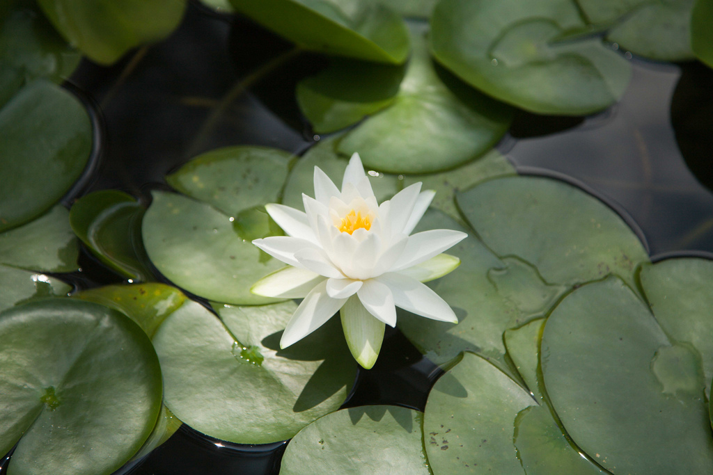 Freely Human | Integrative Wellness