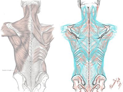 Myofascial Anatomy Weekend Intensive | Freely Human