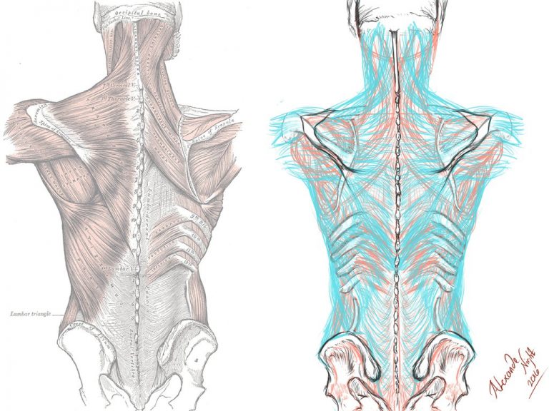 Myofascial Anatomy Weekend Intensive | Freely Human